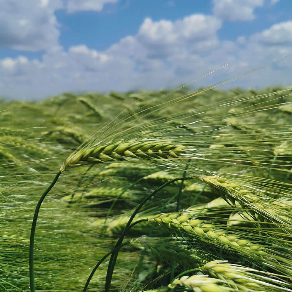 Ječam Paradies - RWA rešenje za žutu patuljavost ječma - Raiffeisen ...